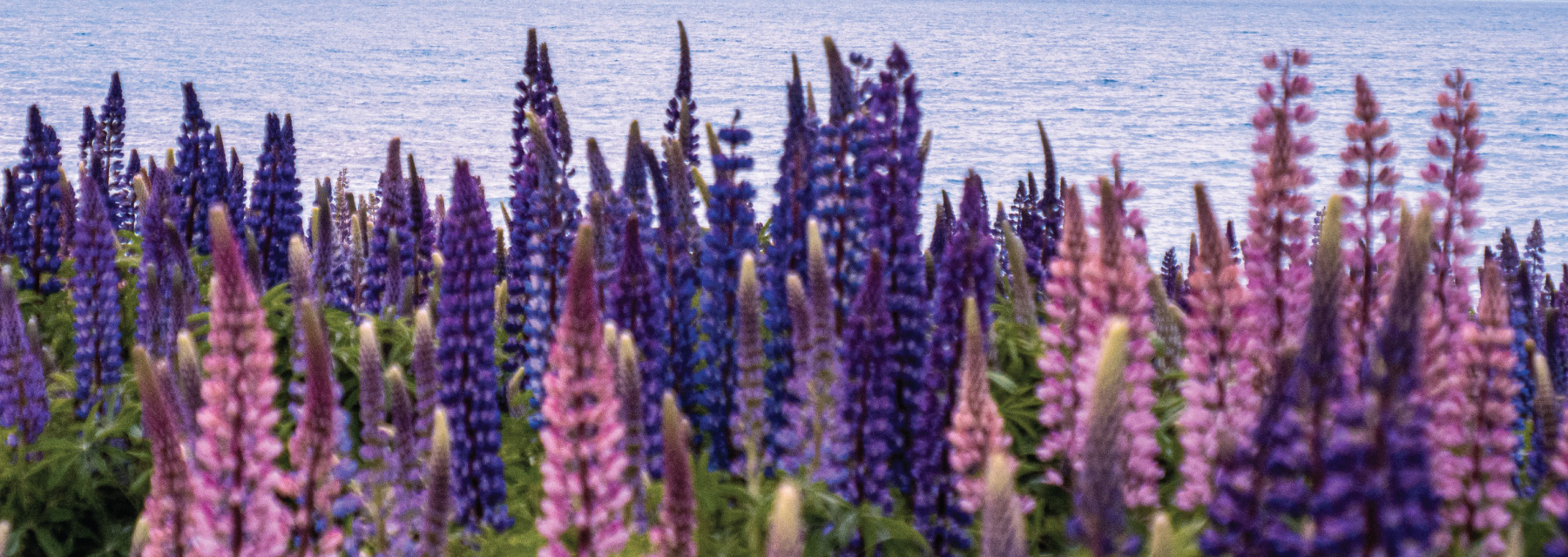 Spring, Flowers, and Miss Rumphius - Obsessed With Learning